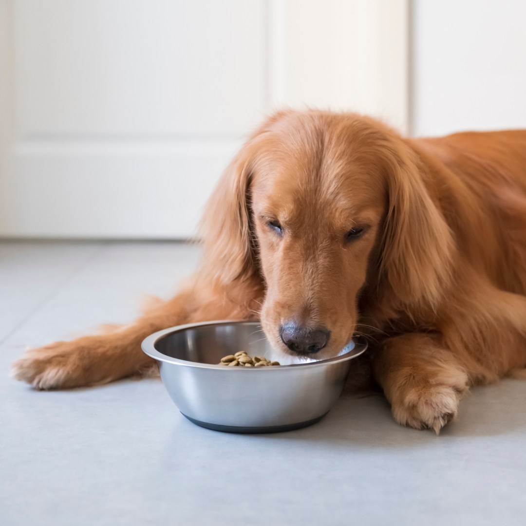 Co dělat, když váš pes nechce jíst - Garig