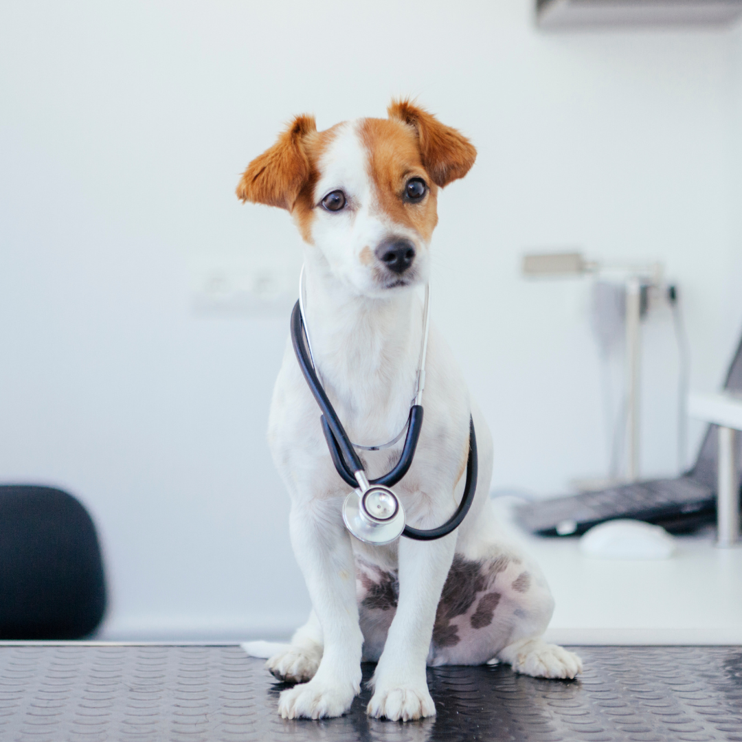 Veterinární doplňky VetaPro - Garig